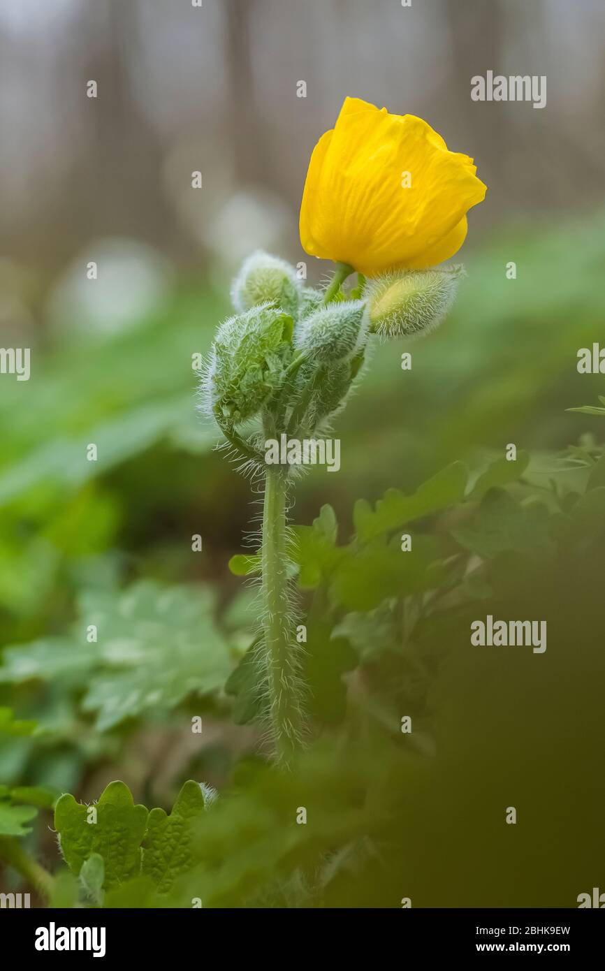 Yellow Wood Poppy, Stylophorum diphyllum, in the Trillium Ravine Nature ...