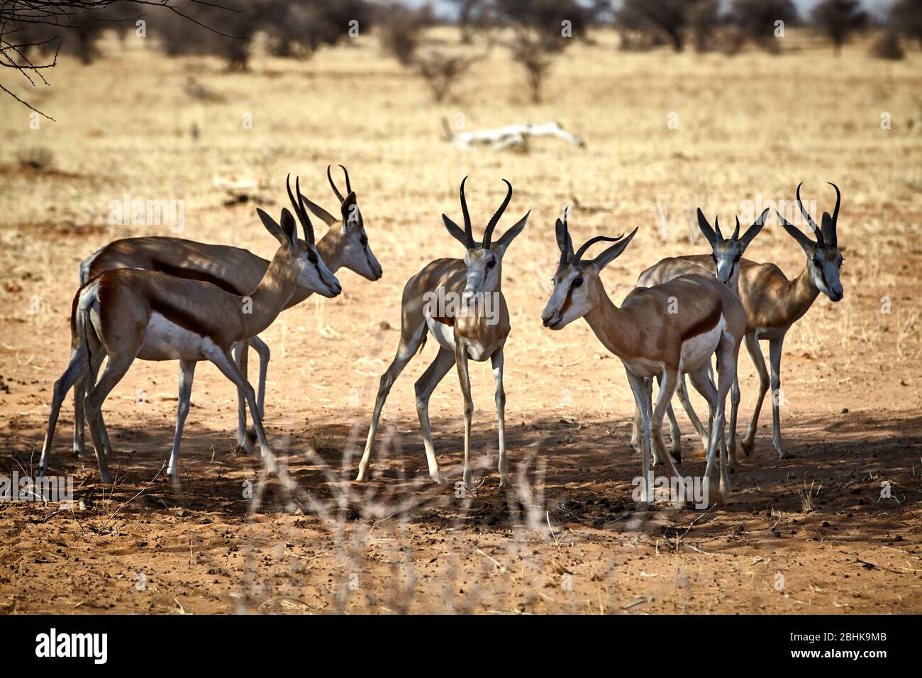 Group Of Springboks High Resolution Stock Photography and Images - Alamy