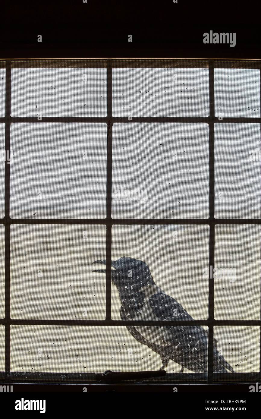 A pied crow at the window grill in the Etosha National Park Stock Photo ...