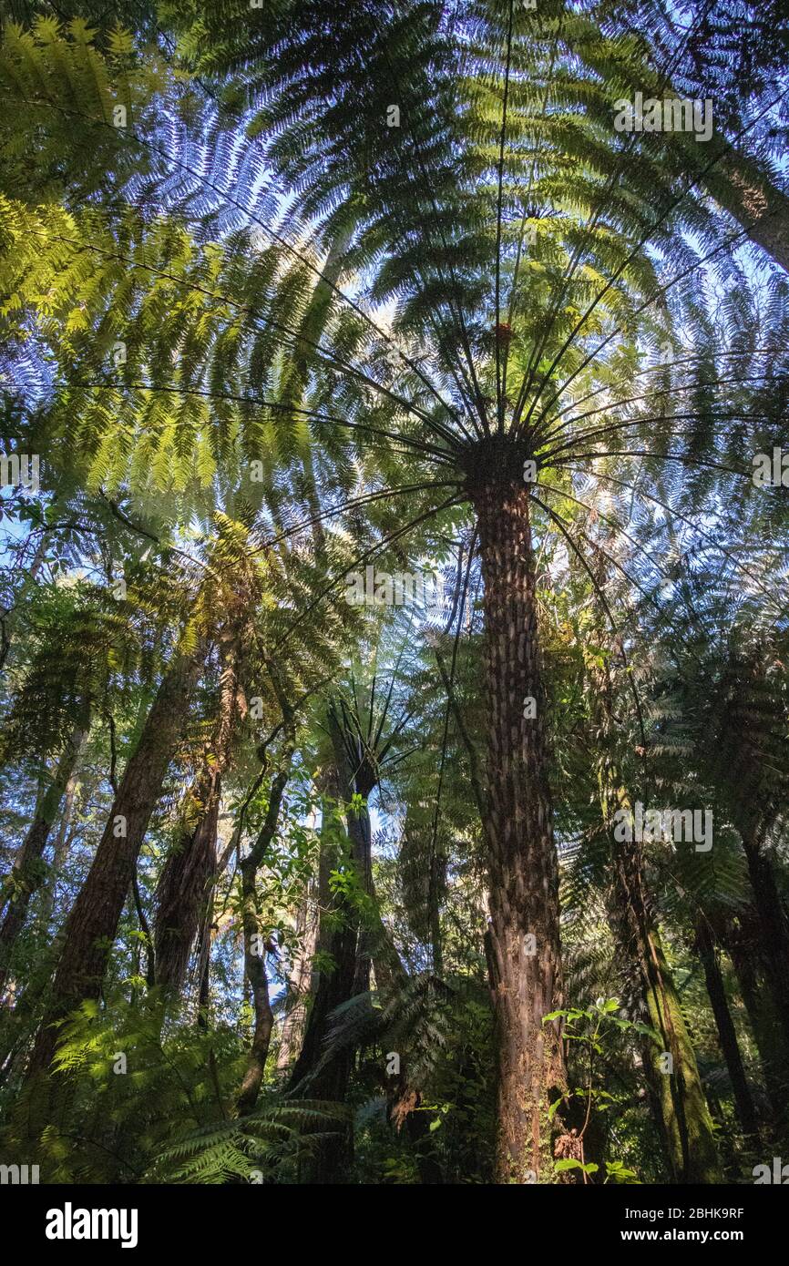 Tall ferns with large canopy in hypnotic radial pattern and blue sky ...