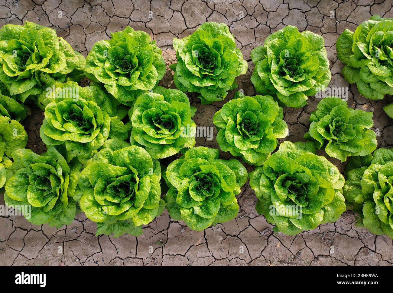 Fresh lettuce plant in agricultural field. Organic food concept. Top ...