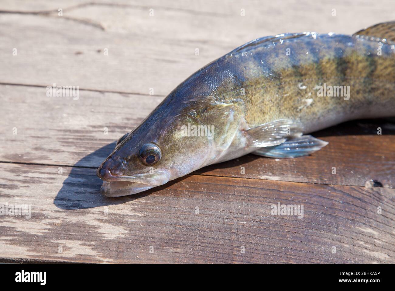 Fishing concept, trophy catch - big freshwater zander fish know as ...