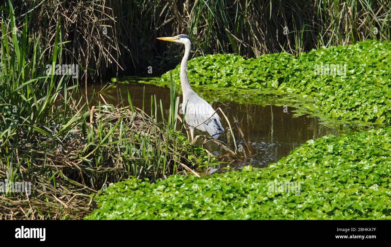Heron at the waterglades Stock Photo - Alamy