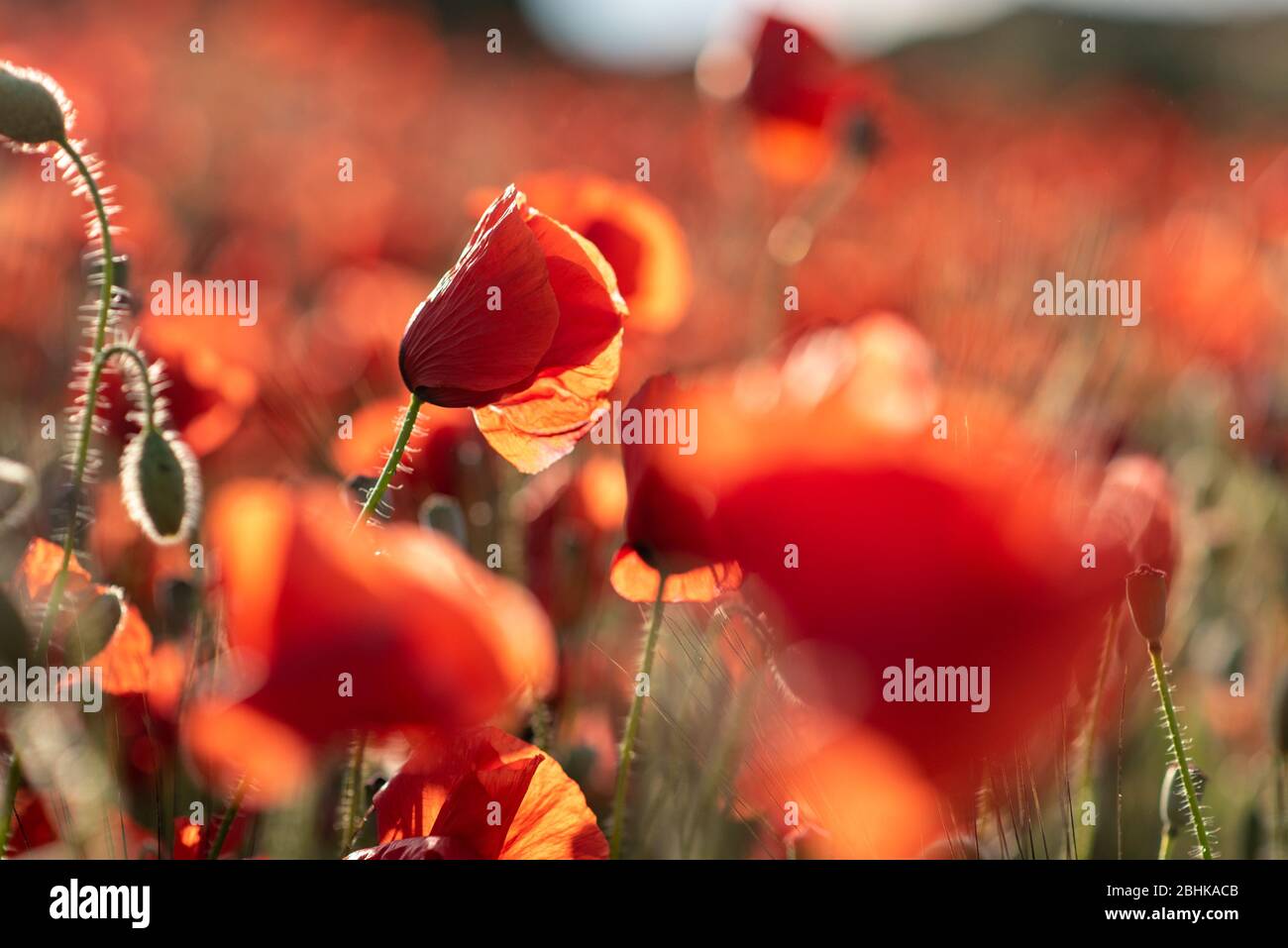 Red poppy spring meadow hi-res stock photography and images - Alamy