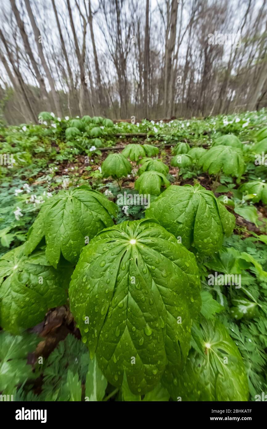 Mayapples, Podophyllum peltatum, in the Trillium Ravine Nature Preserve ...