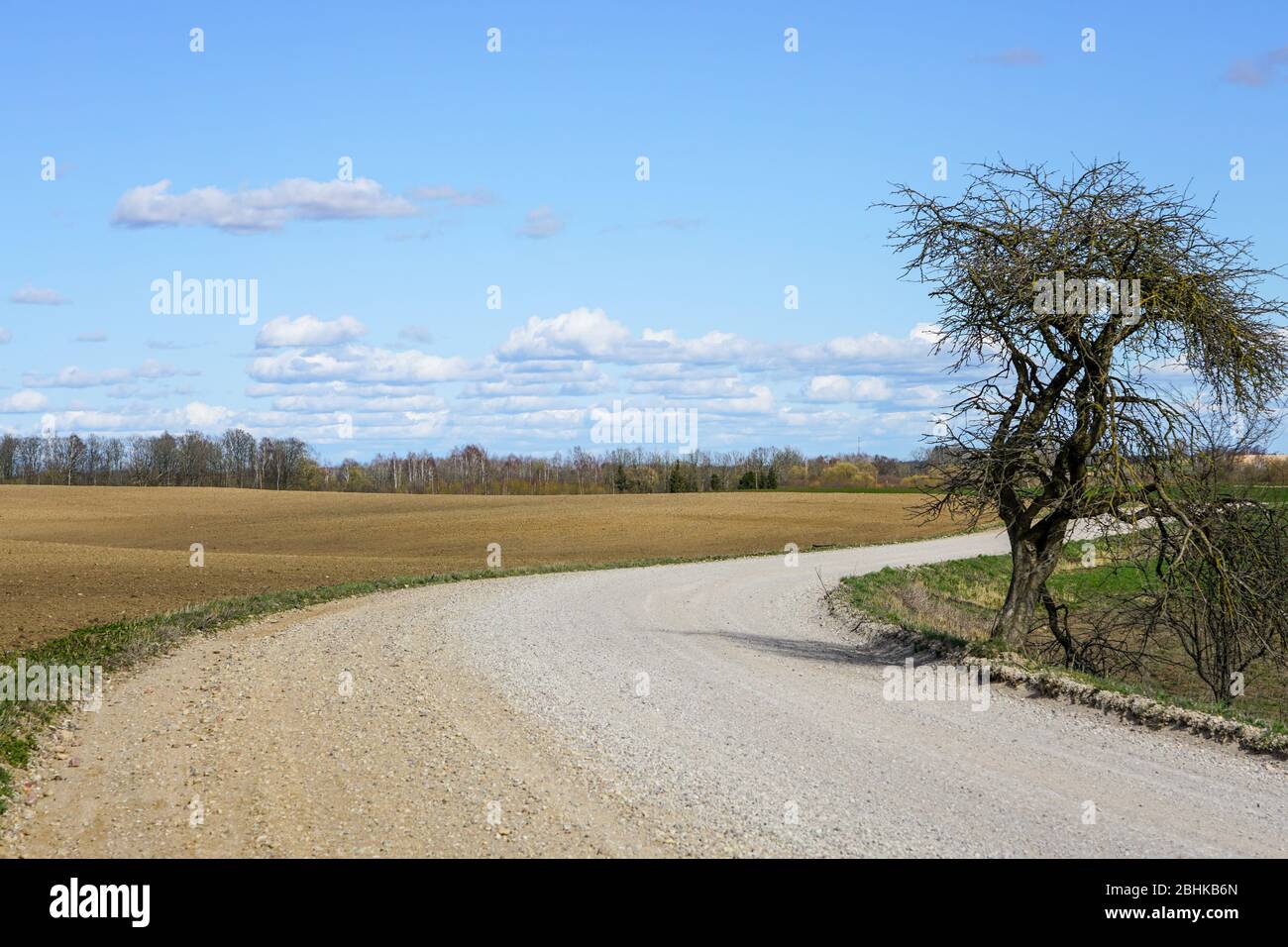 scenic rural gravel road with a bend and a tree on the roadside Stock ...