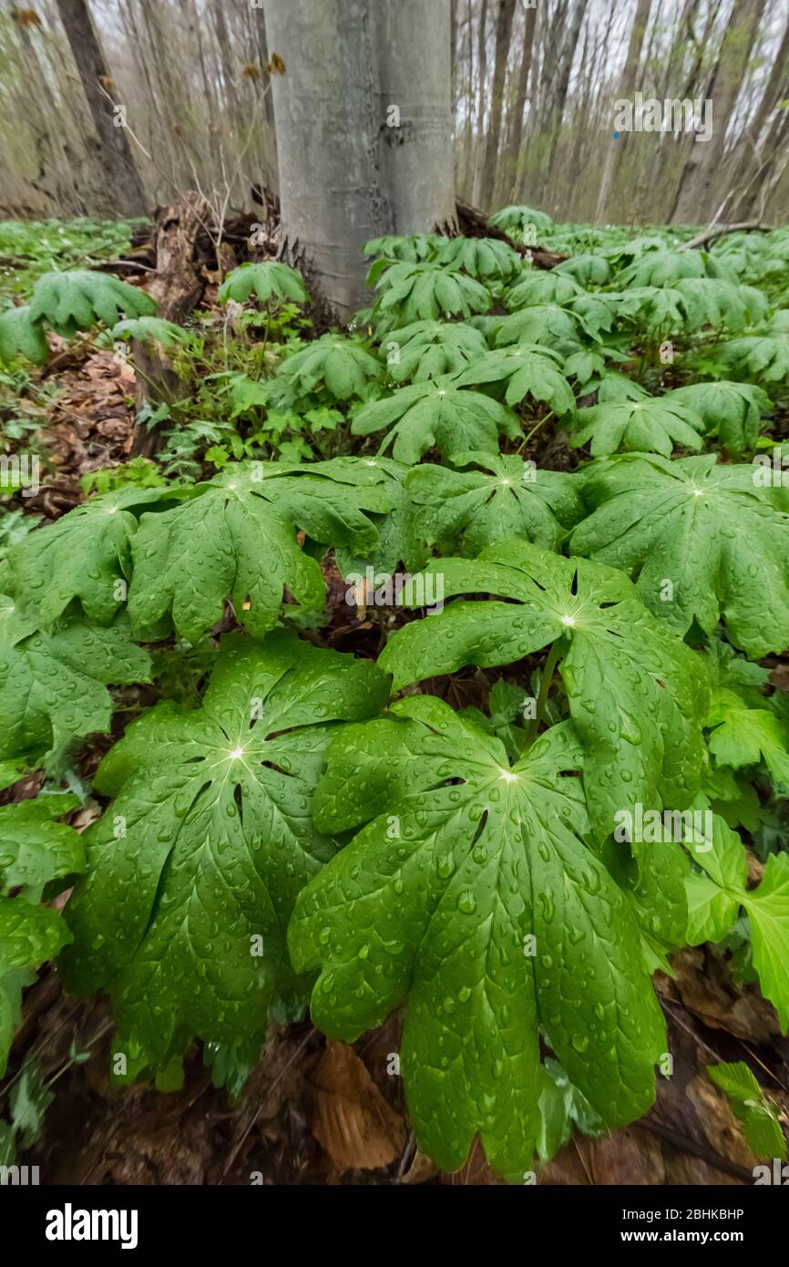 Mayapples, Podophyllum peltatum, in the Trillium Ravine Nature Preserve ...