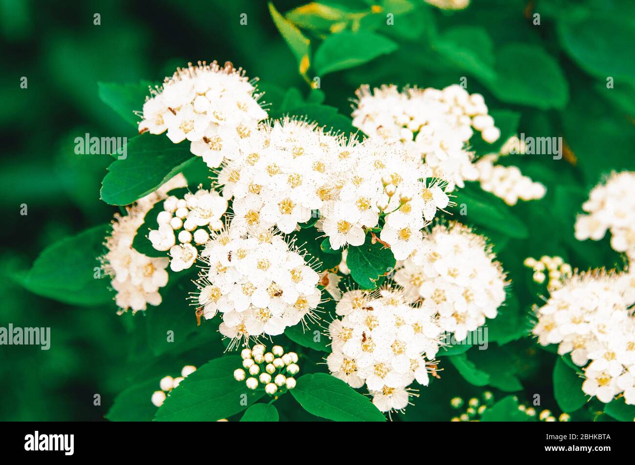 Spiraea chamedryfolia is a Spring flowering shrub with a large number ...