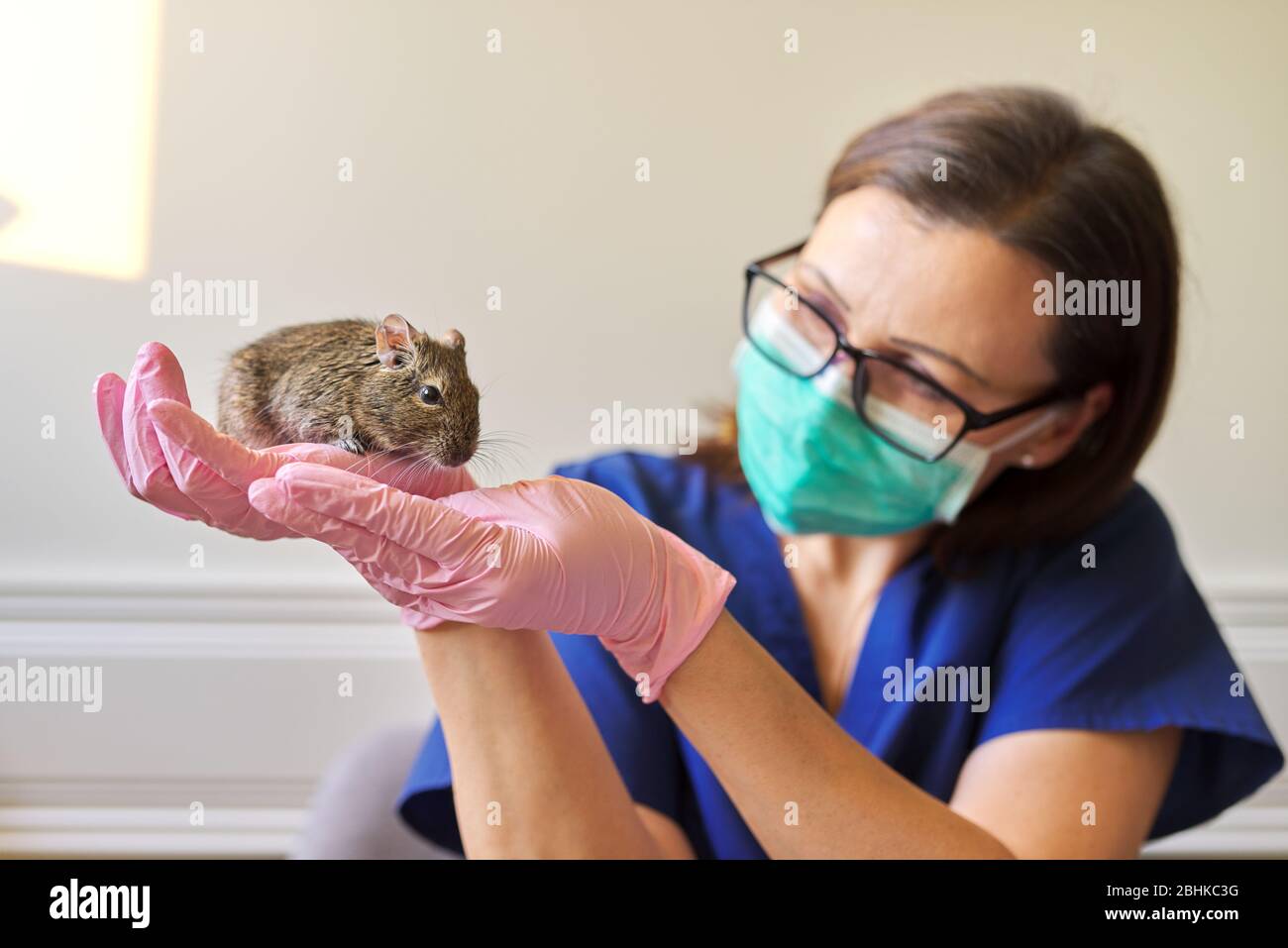 Rodent Chilean degu squirrel examined by doctor veterinarian, diagnosis ...
