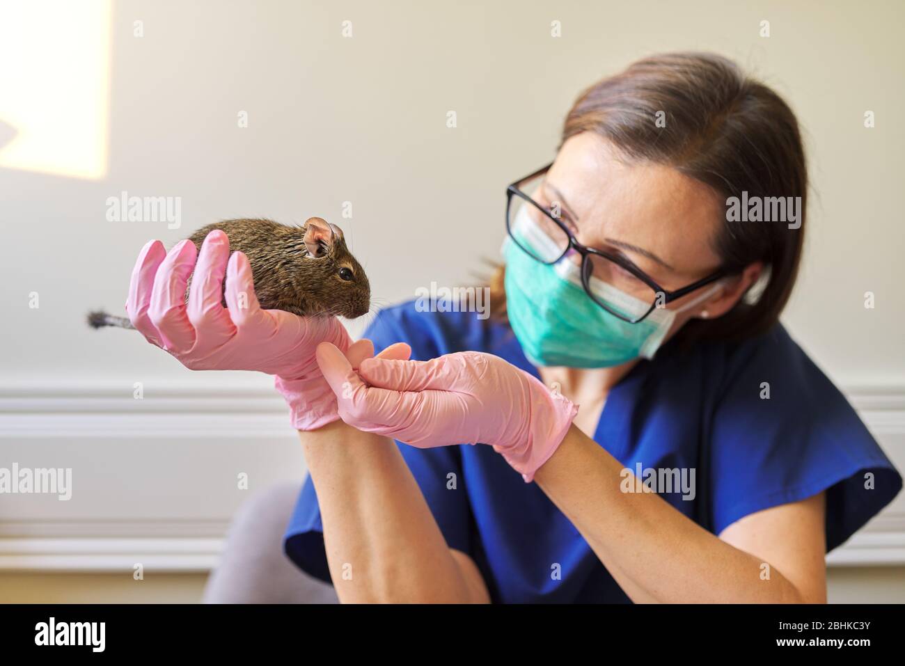 Rodent Chilean degu squirrel examined by doctor veterinarian, diagnosis ...