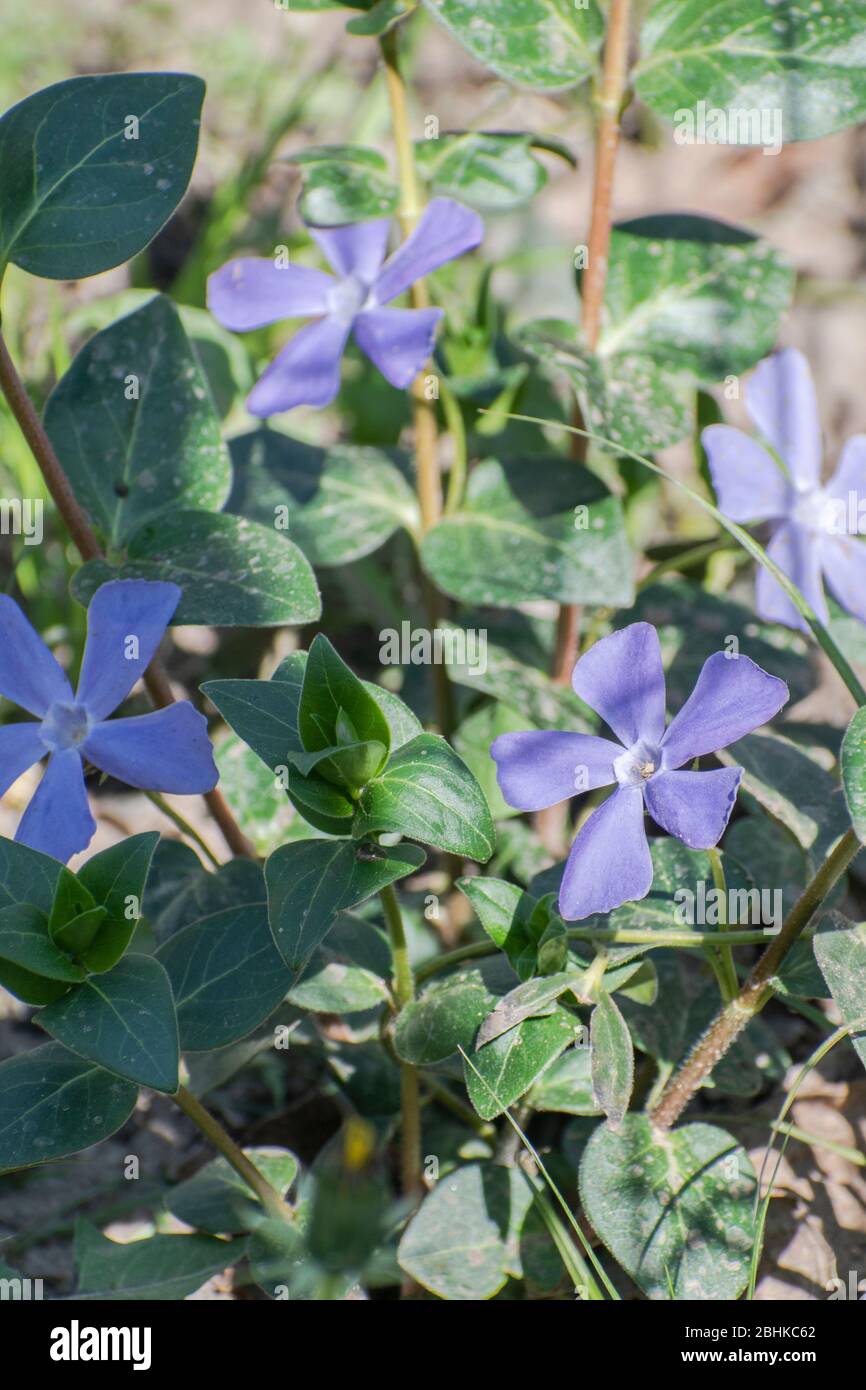 Creeping myrtle, Vinca minor, small periwinkle Stock Photo - Alamy