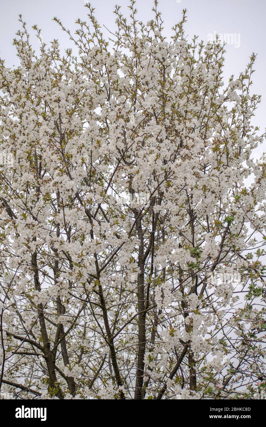 Prunus Cerasus Tree High Resolution Stock Photography and Images - Alamy