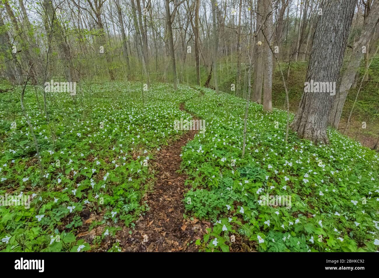 Michigan wildflowers hi-res stock photography and images - Alamy