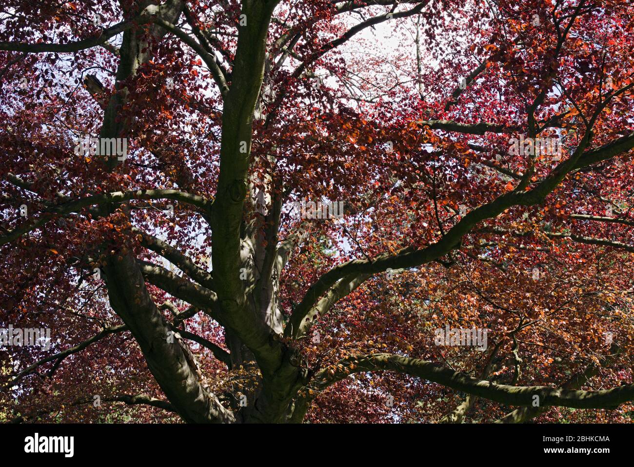 Branches and colourful foliage of an old red beech Fagus sylvatica ...