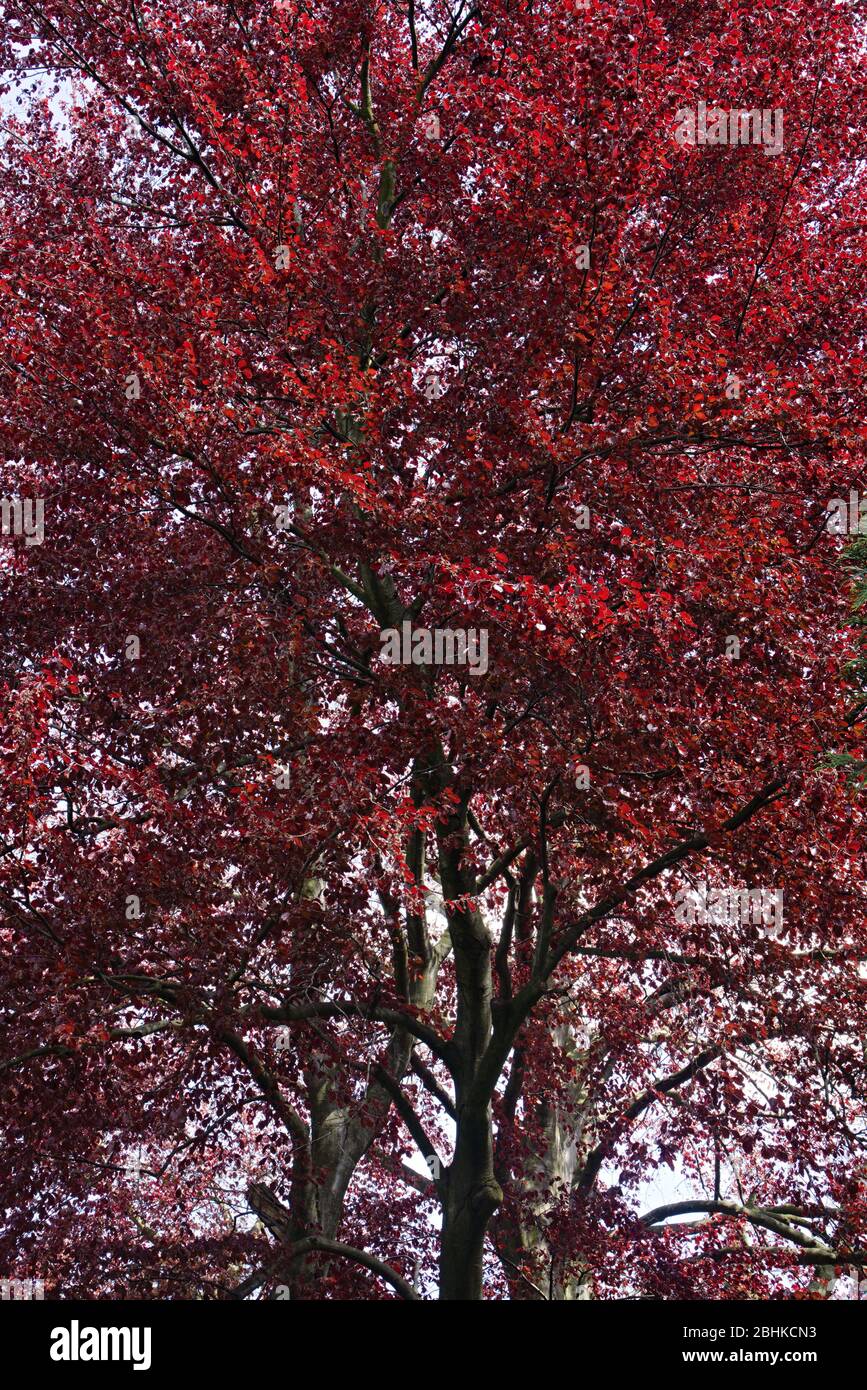 Tree crown and foliage of an old red beech Fagus sylvatica purpurea in ...