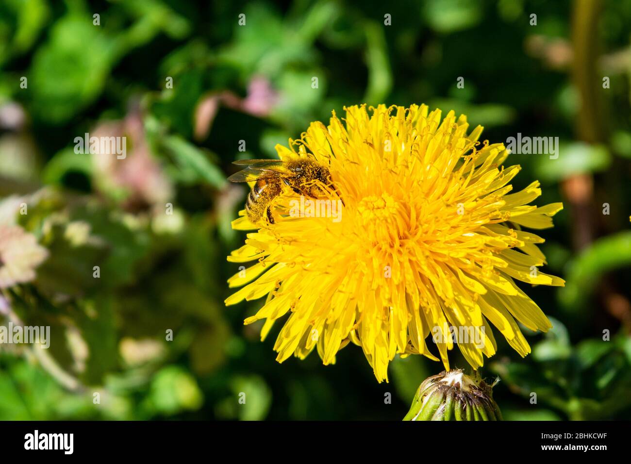 A western honey bee apis mellifera covered with pollen feeding from a ...
