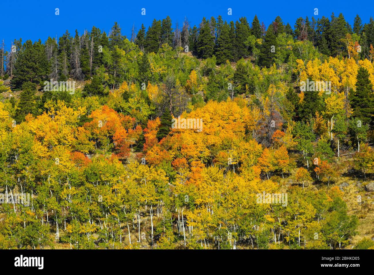 Aspen tree fall foliage colorado hi-res stock photography and images ...