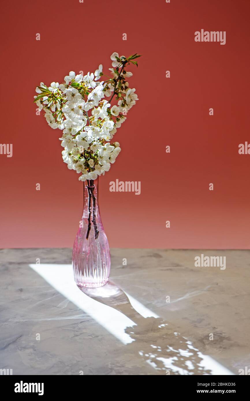 Spring blossom in vase in sunlight on terracotta background Stock Photo ...