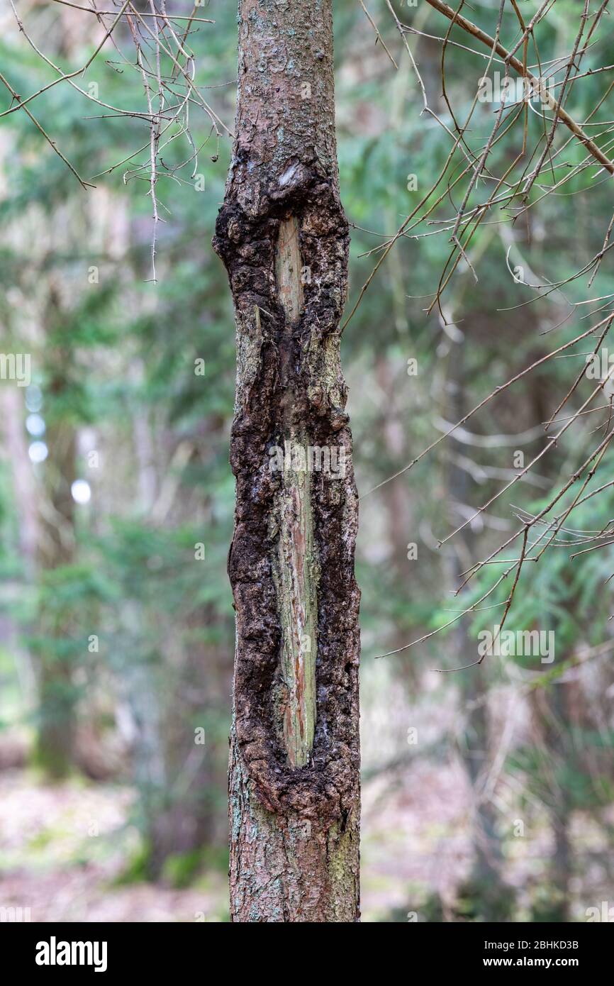 Damaged coniferous bark. Damage caused in the forests by animals ...