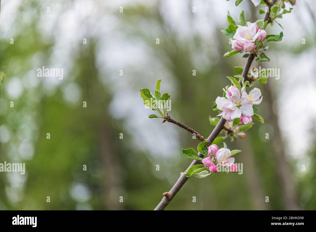 Apple tree twig hi-res stock photography and images - Alamy