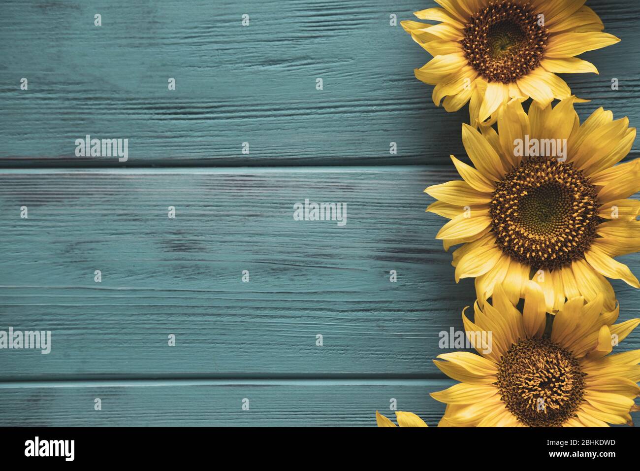 Frame for text with sunflowers on a blue background. Background for a ...