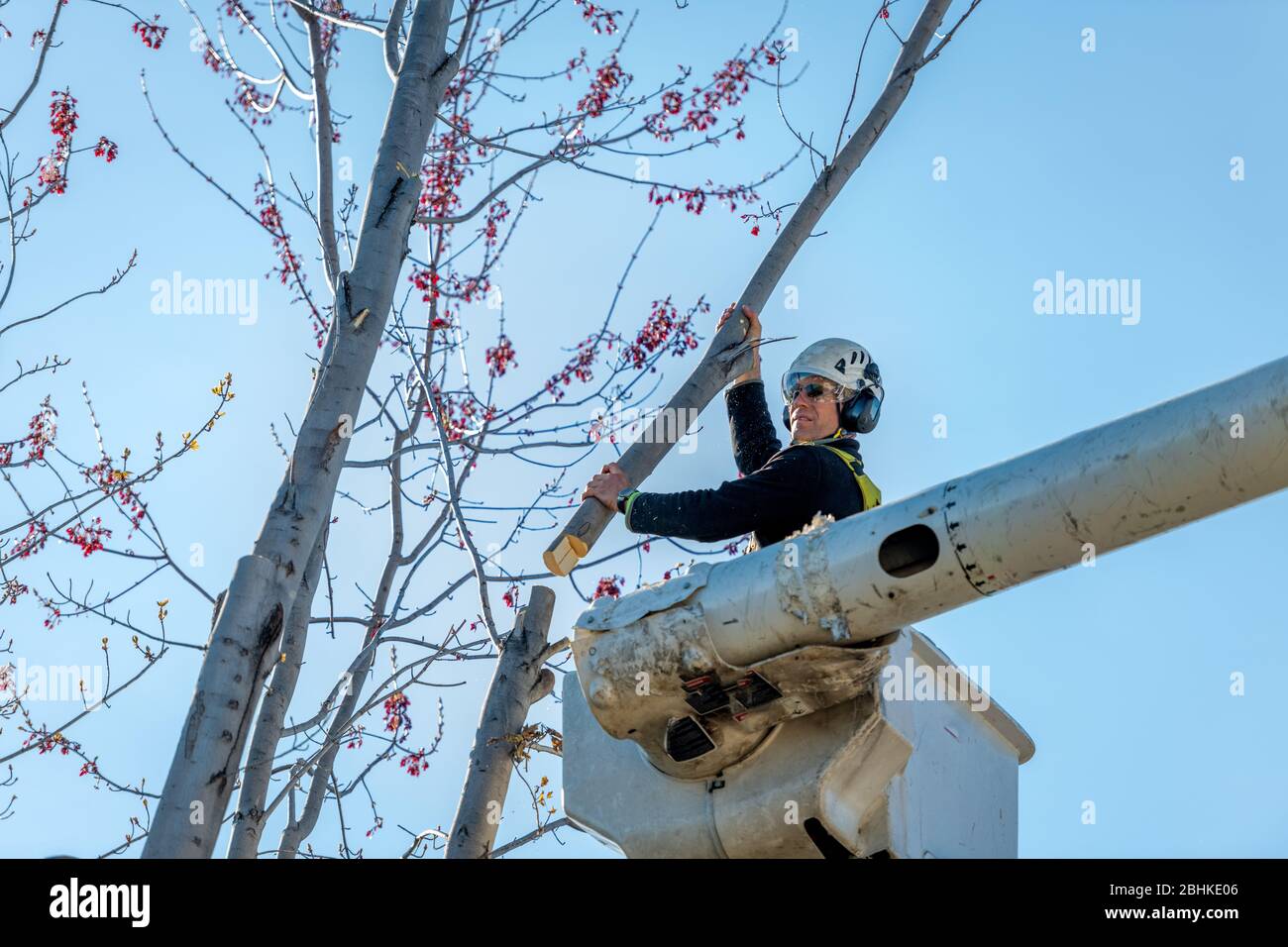 Old maple tree hi-res stock photography and images - Alamy