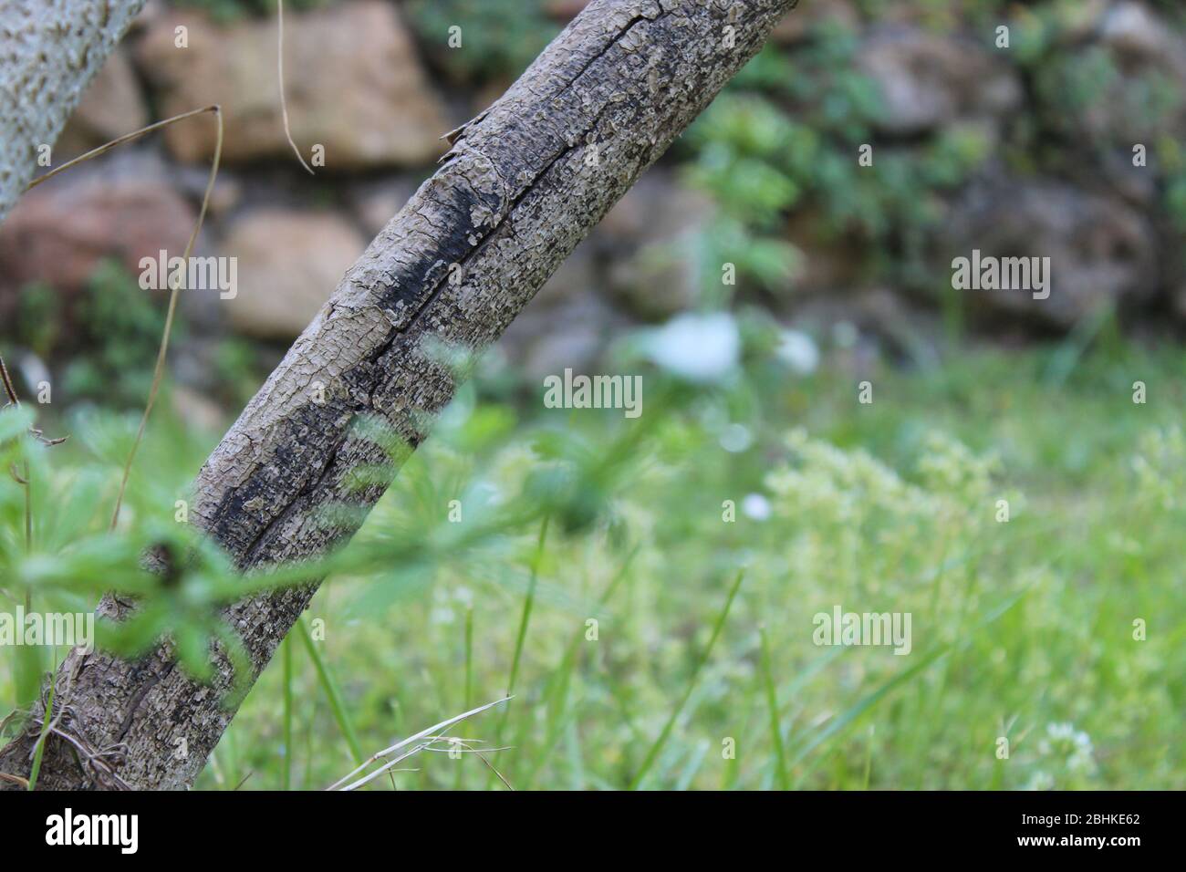 Grey trunk of the tree hi-res stock photography and images - Alamy