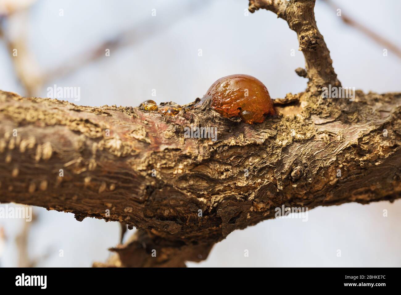 Wood tar on a branch closeup Stock Photo - Alamy