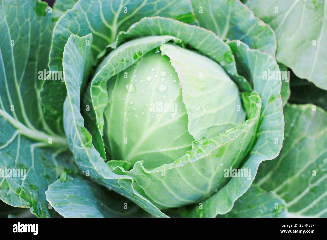 Fresh cabbage from farm hi-res stock photography and images - Alamy