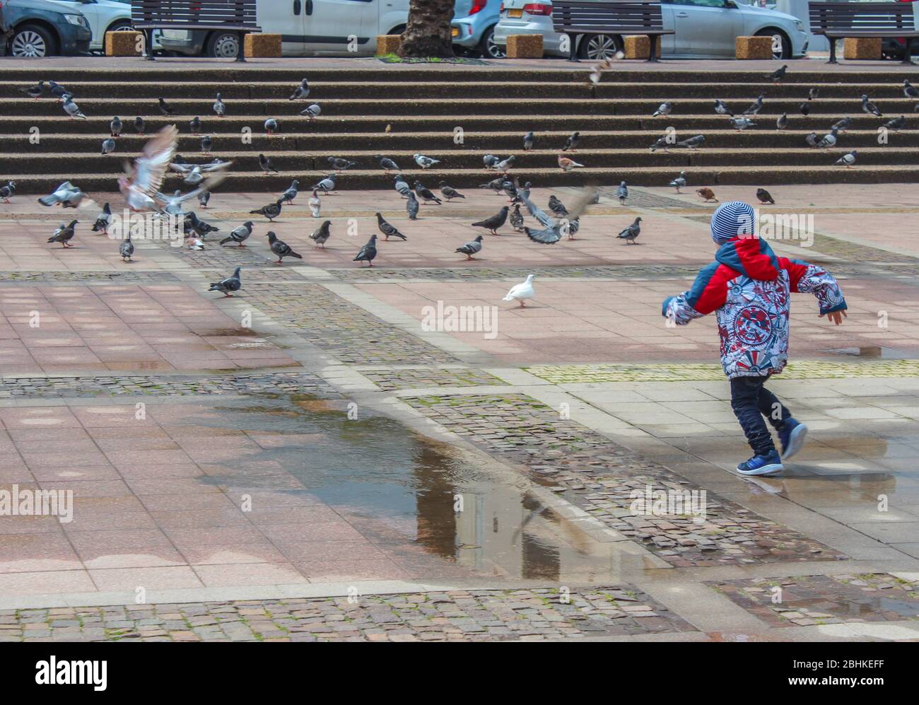 Chase pigeons hi-res stock photography and images - Alamy
