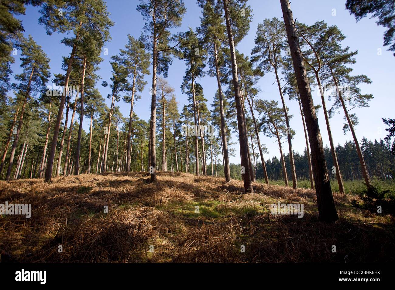 Ground pine species hi-res stock photography and images - Alamy