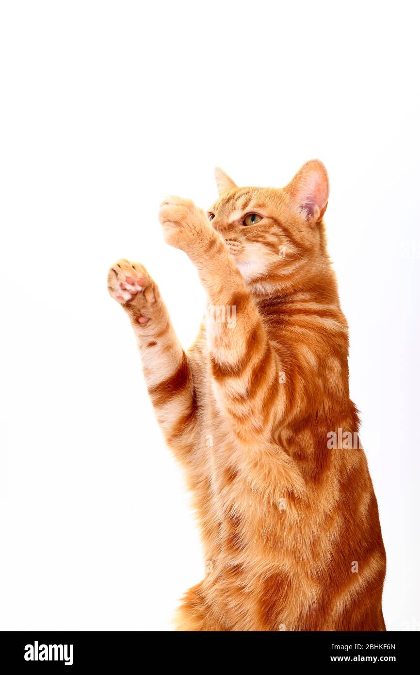 Ginger tabby cat sat up and reaching upwards with his paws Stock Photo ...
