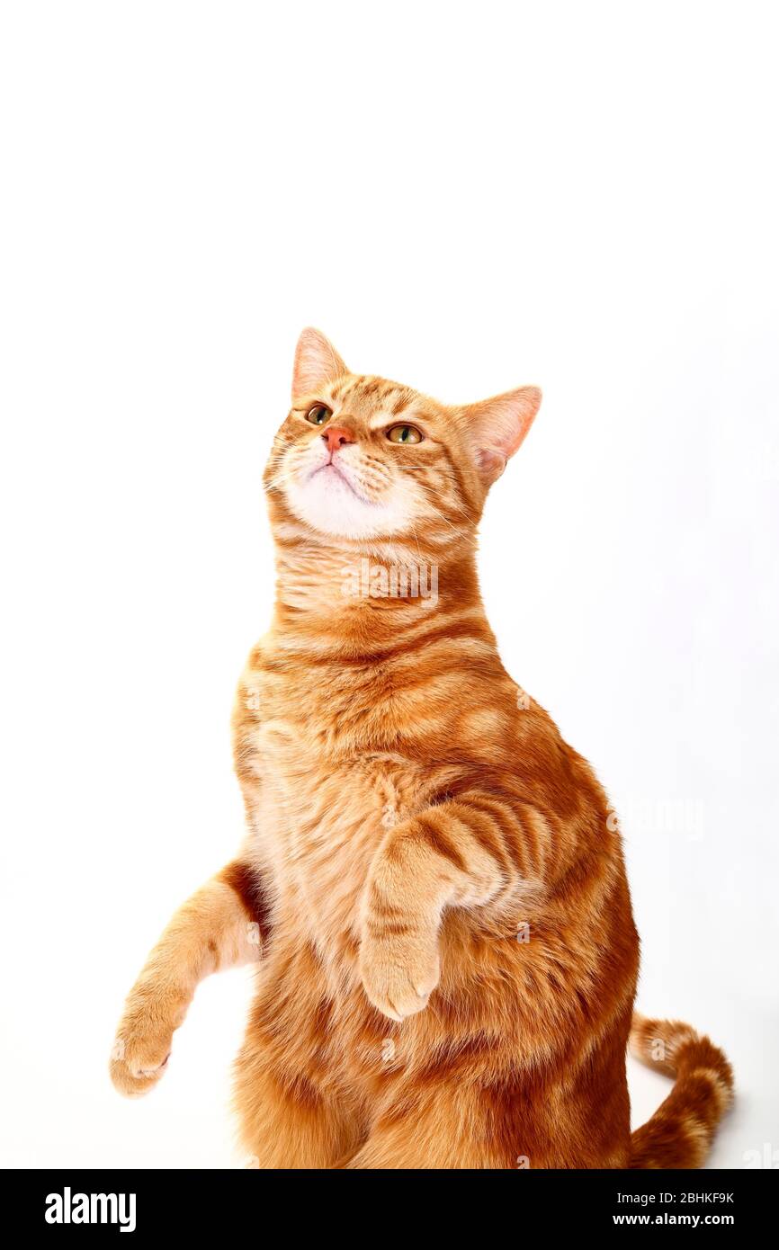 Ginger tabby cat sat up and isolated on a white background Stock Photo ...