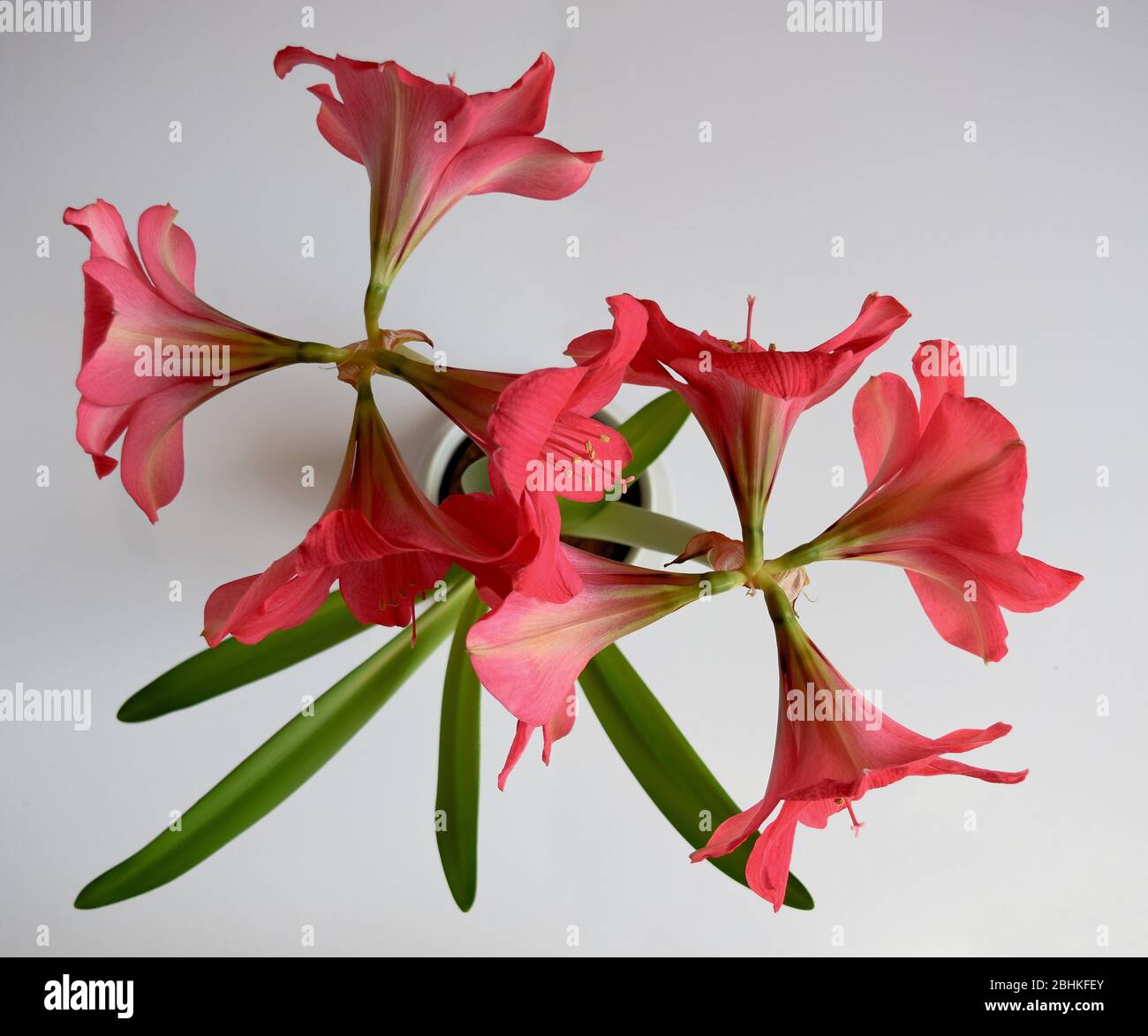 Individual flower stems hi-res stock photography and images - Alamy