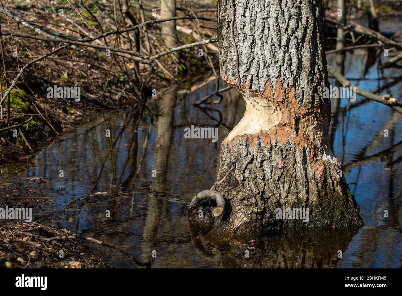 Tree eaten and destroyed by beavers with nobody at day Stock Photo - Alamy