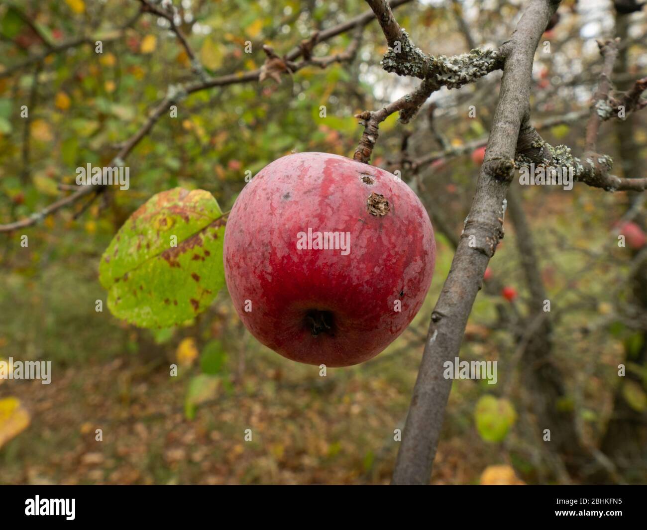 Red apple hanging on a tree in Chernobyl Exclusion Zone. Ukraine Stock ...