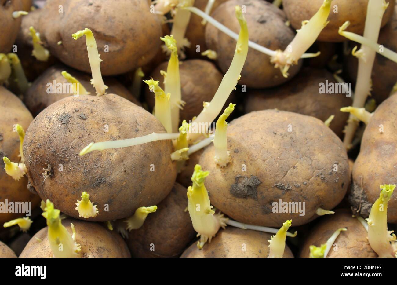 Potato tubers soil hi-res stock photography and images - Alamy