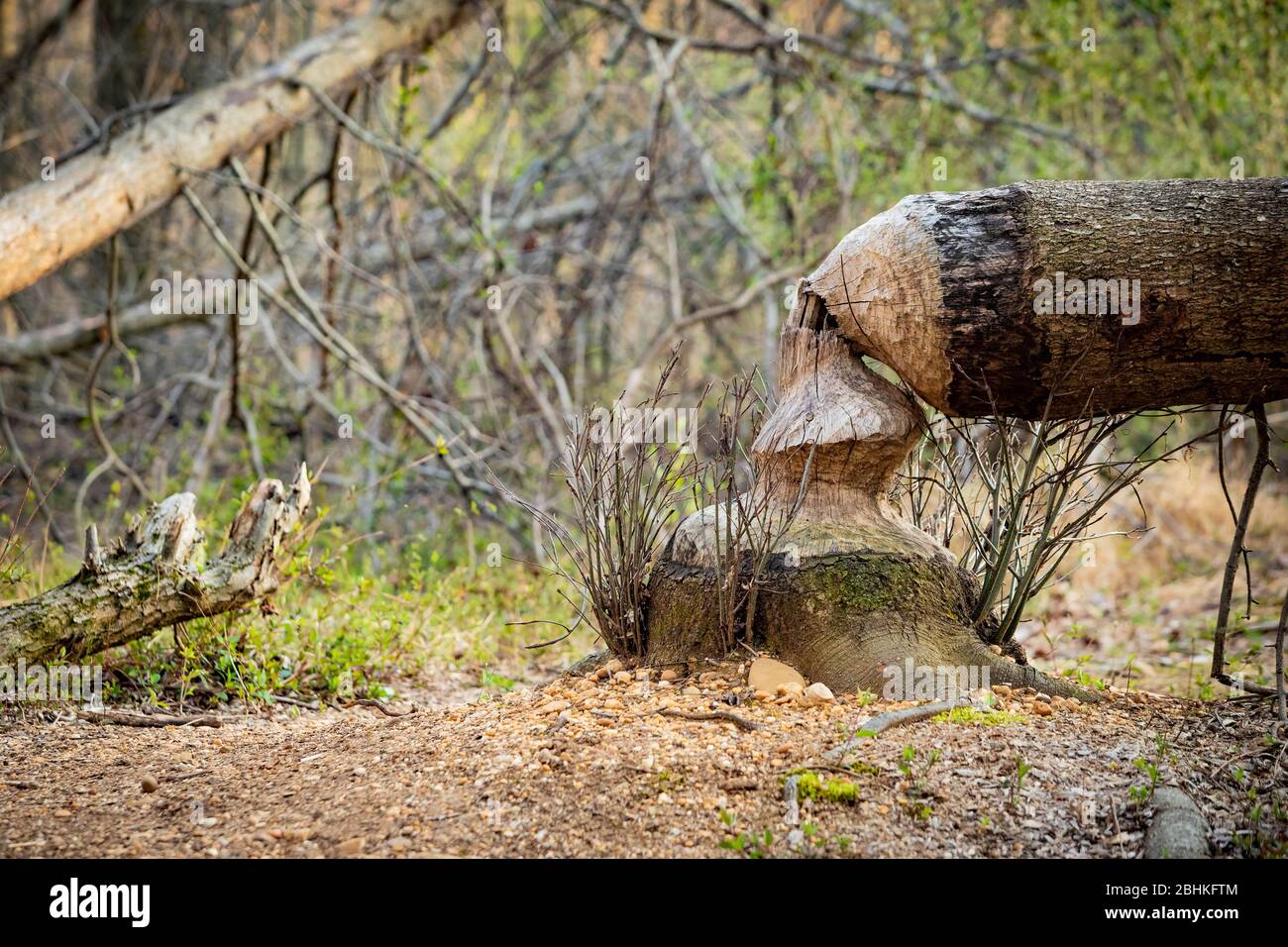 Tree eaten and destroyed by beavers with nobody at day Stock Photo - Alamy