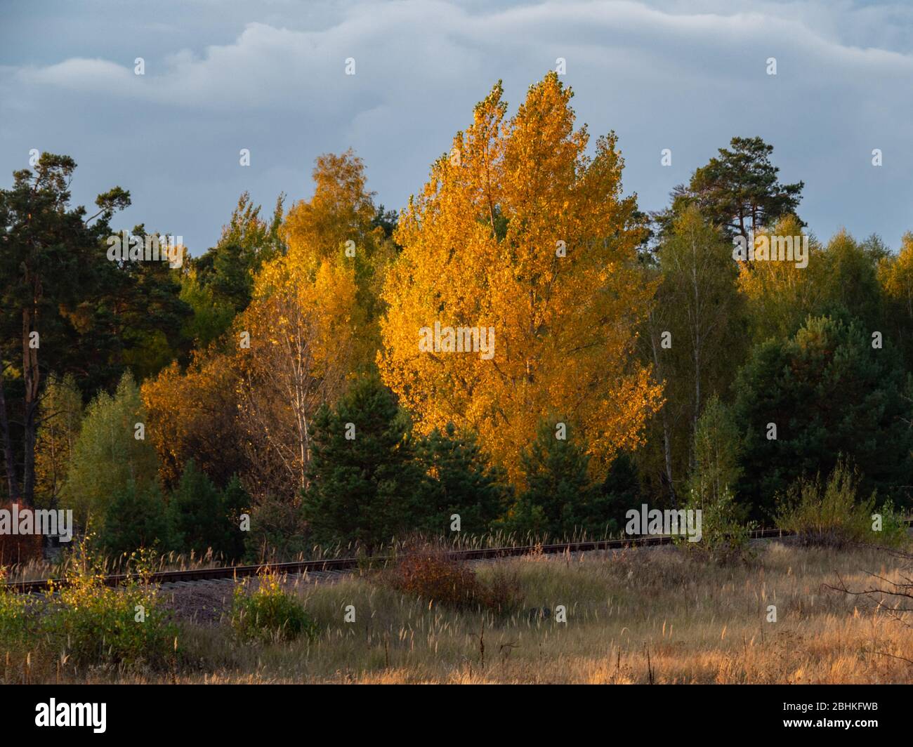 Chernobyl Red Forest