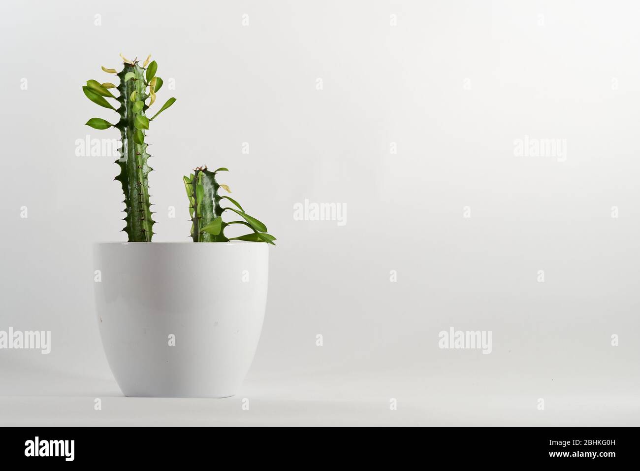 Green cactus in a white pot on light background. Horizontal wallpaper ...