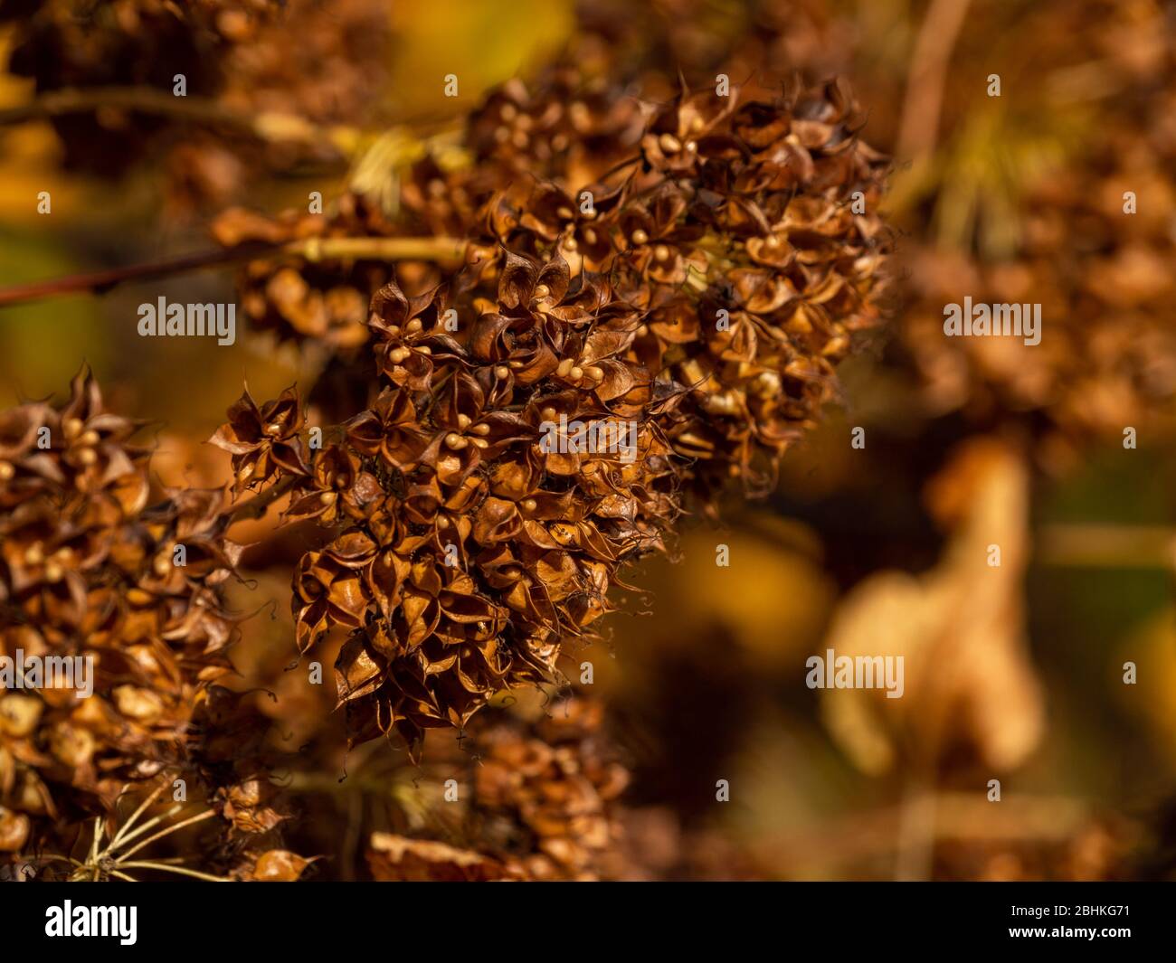 Chernobyl texture hi-res stock photography and images - Alamy