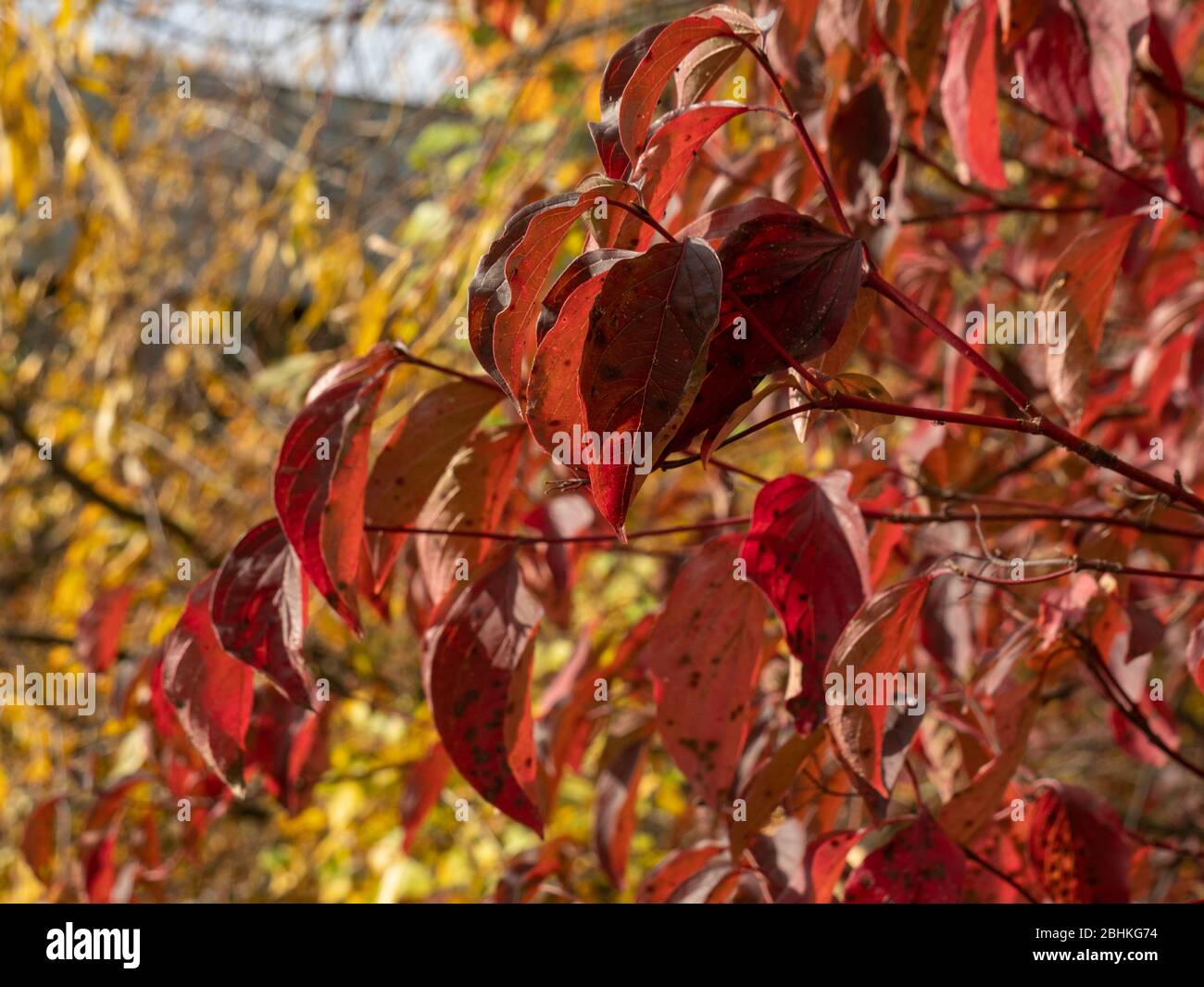 Chernobyl texture hi-res stock photography and images - Alamy