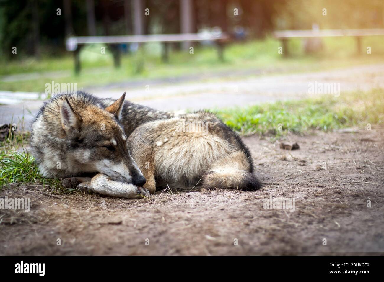 Wolf Curled Up High Resolution Stock Photography and Images - Alamy