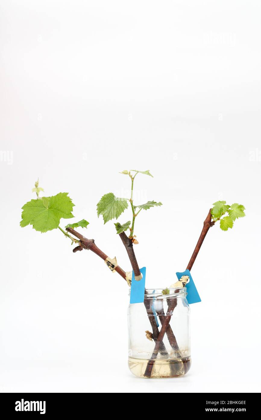 Isolated rooted grapevine cuttings with green young leaves on a white ...