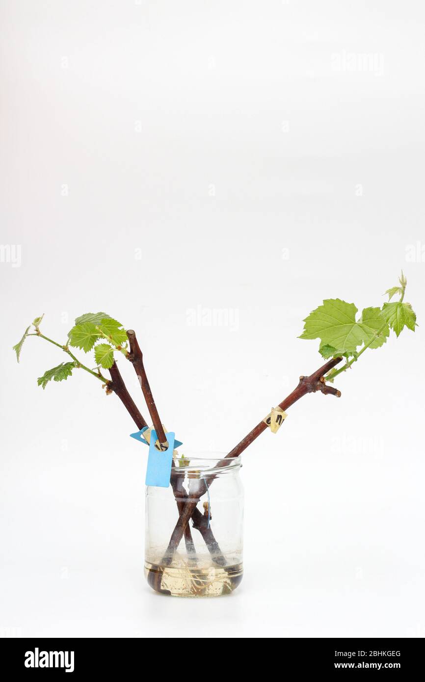 Isolated rooted grapevine cuttings with green young leaves on a white ...
