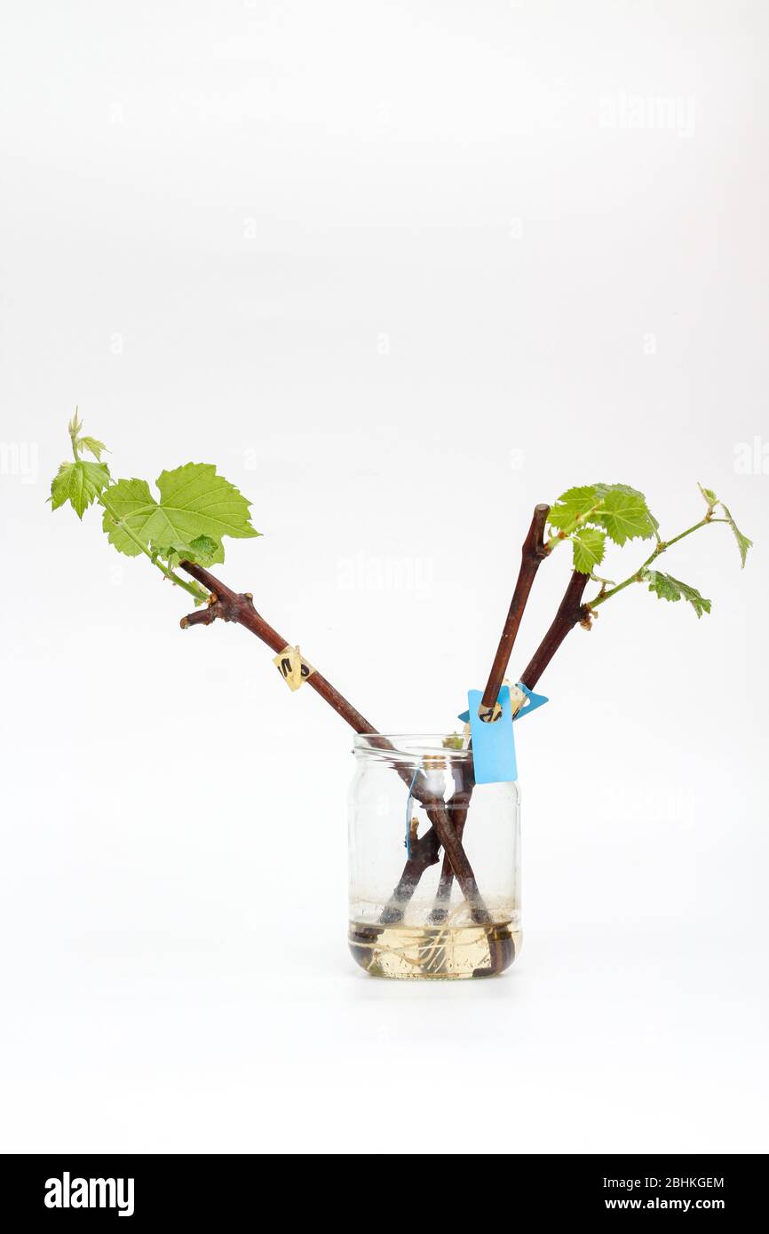 Isolated rooted grapevine cuttings with green young leaves on a white ...