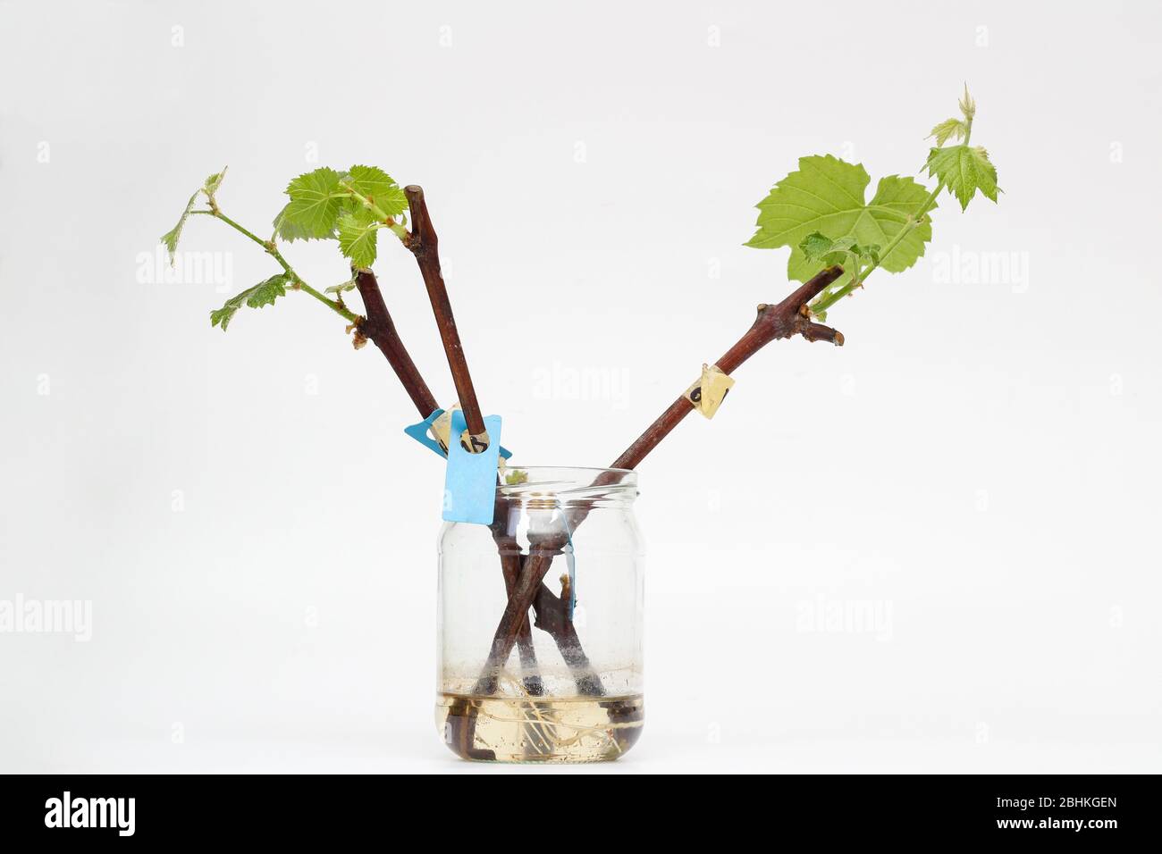 Isolated rooted grapevine cuttings with green young leaves on a white ...