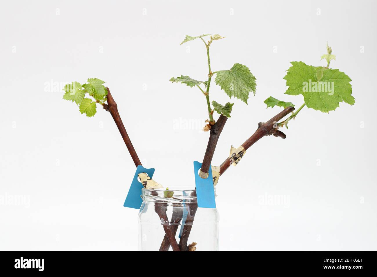 Isolated rooted grapevine cuttings with green young leaves on a white ...