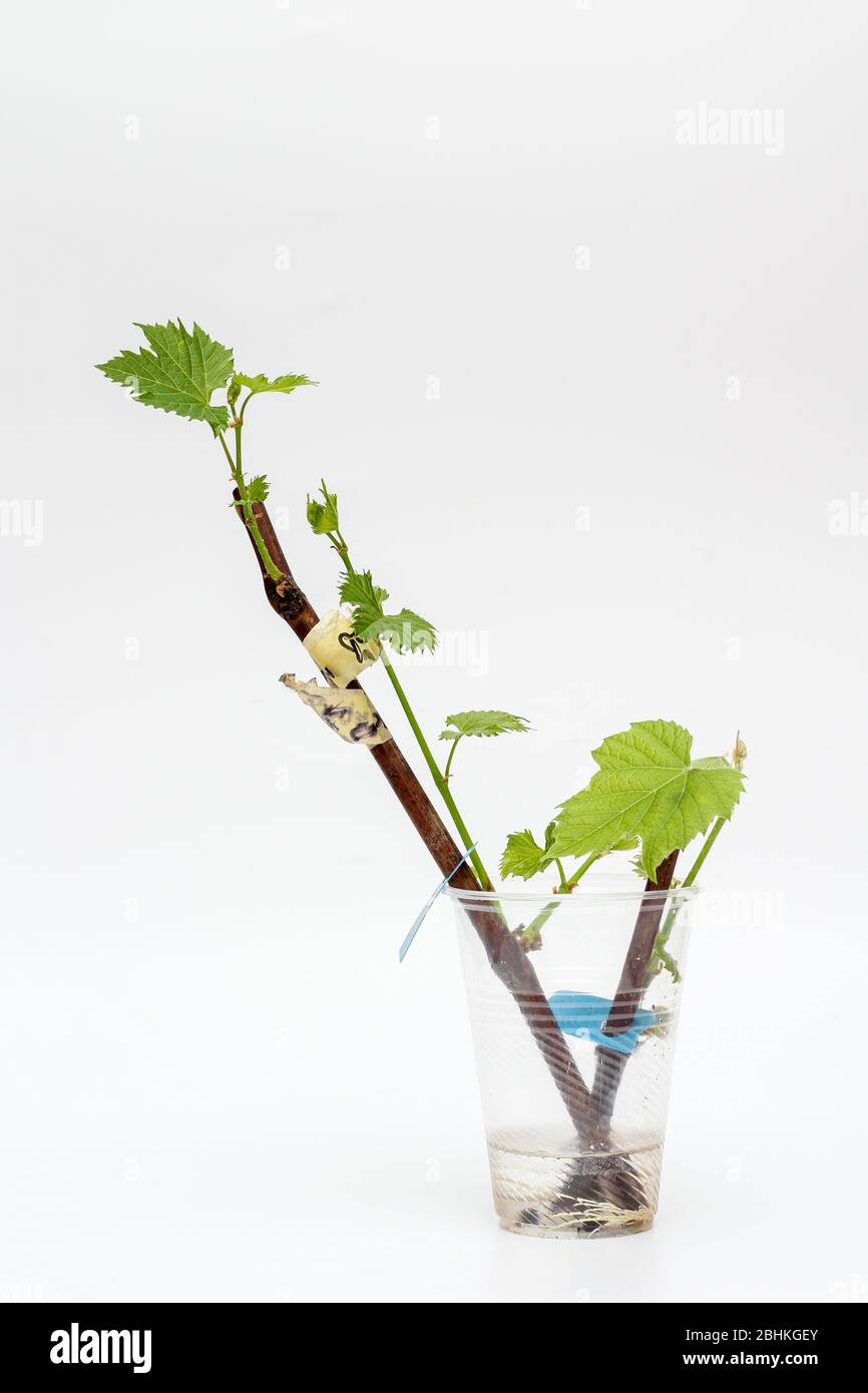 Isolated rooted grapevine cuttings with green young leaves on a white ...