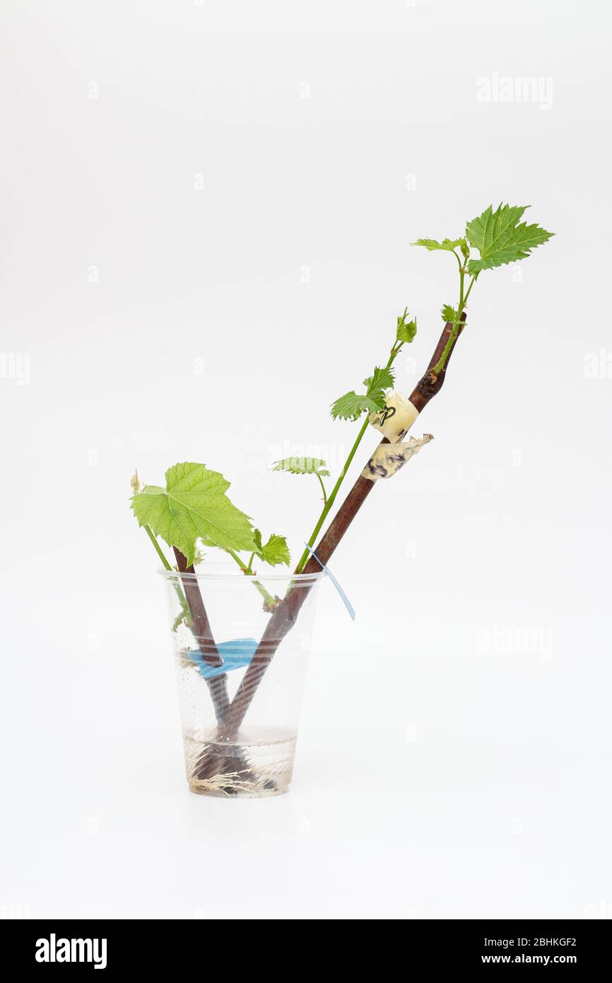 Isolated rooted grapevine cuttings with green young leaves on a white ...